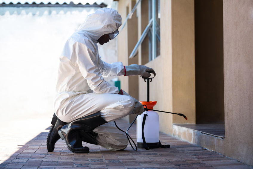 How to Pest-Proof Your HDB Home - PestBusters Singapore