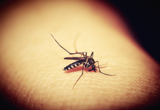 Where do Mosquitoes Hide in the House? - PestBusters Singapore