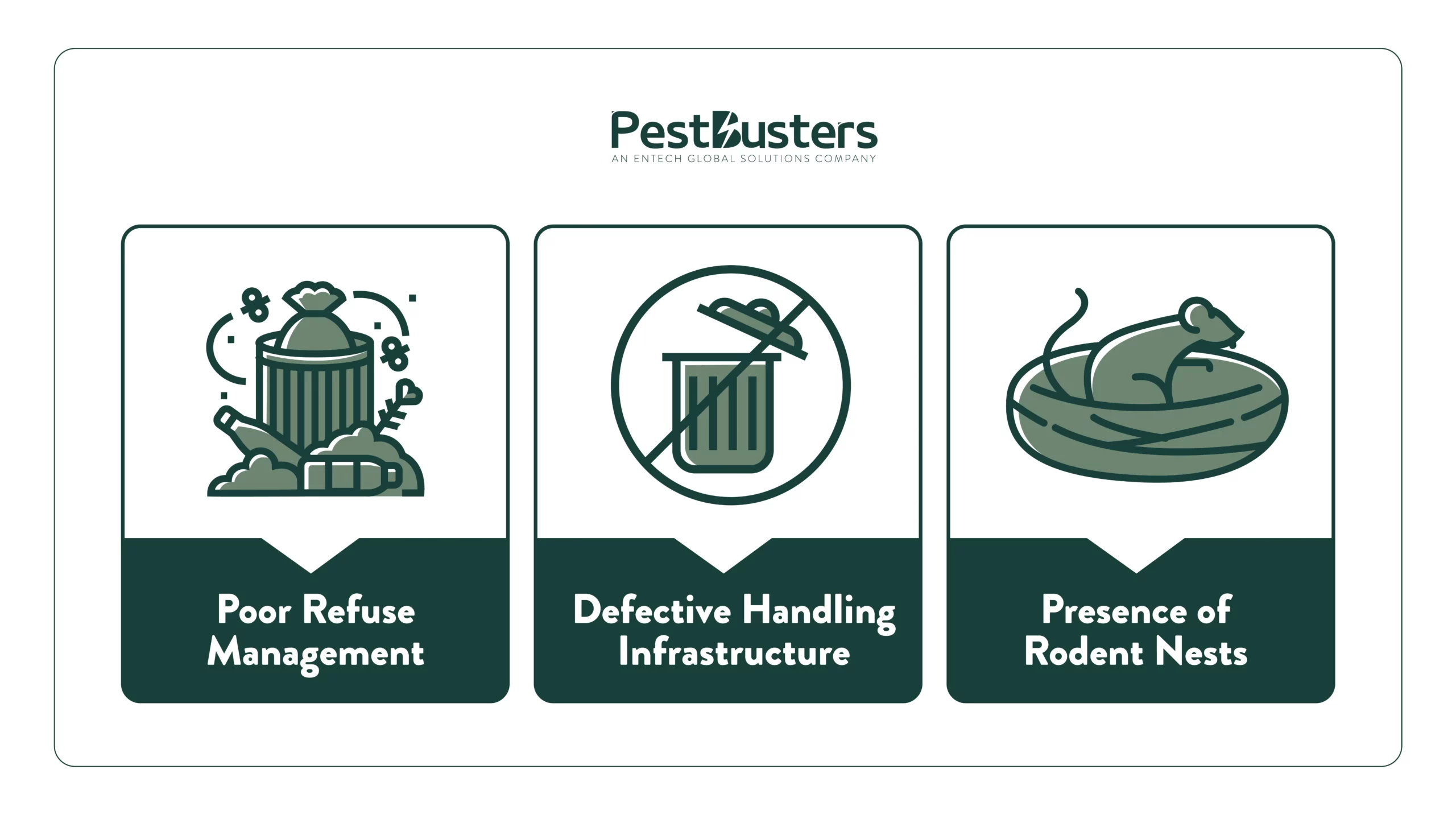 What the Rodent Infestation Cases Around Singapore Tell Us ...