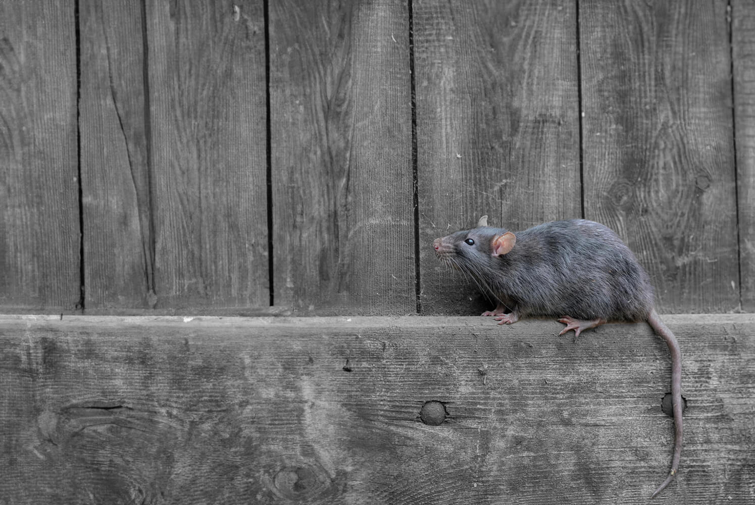 What the Rodent Infestation Cases Around Singapore Tell Us ...