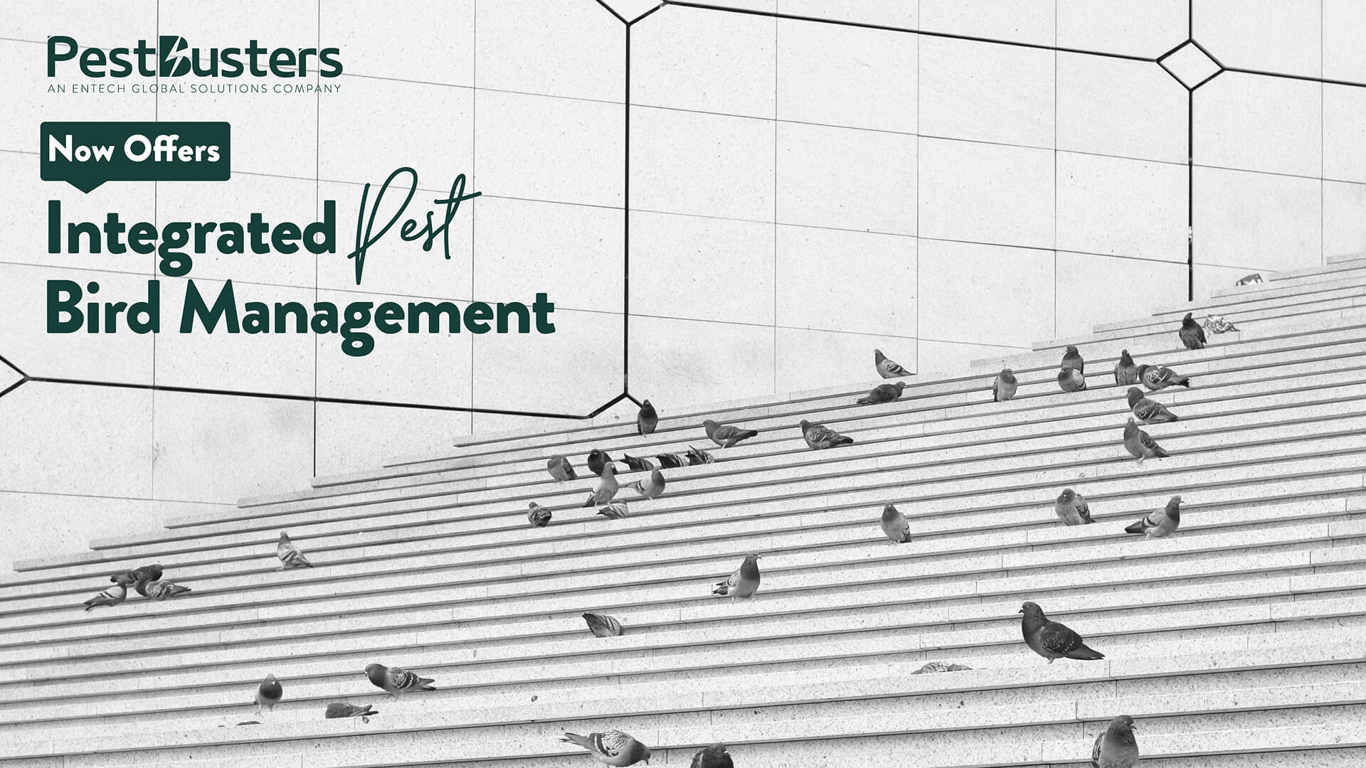 PestBusters Officially Launches Integrated Bird Control Services in ...