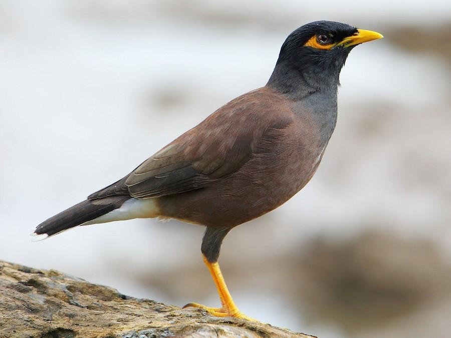 Bird Control Services in Singapore | PestBusters Integrated Pest Bird ...