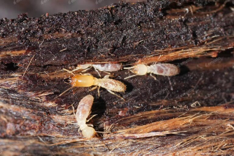 Termite Droppings: Identify Frass and Detect Infestations